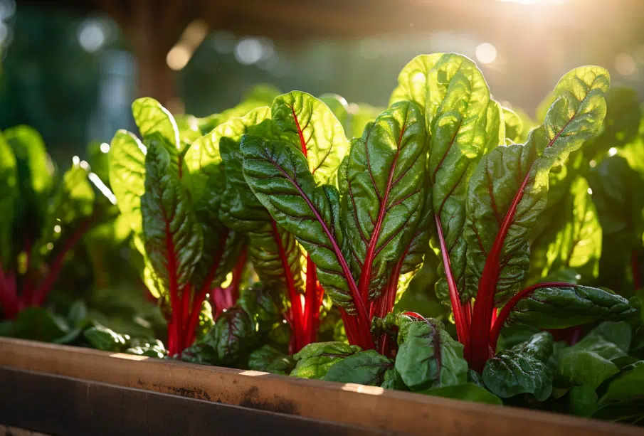 Cultiver la blette rouge : astuces et conseils pour un potager réussi ...
